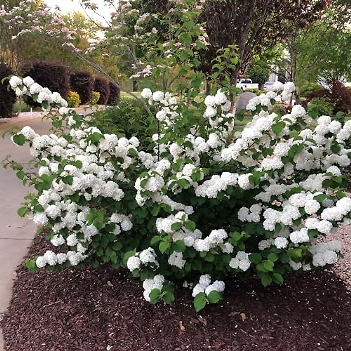 2 Gallon First Editions Viburnum Opening Day Shrub