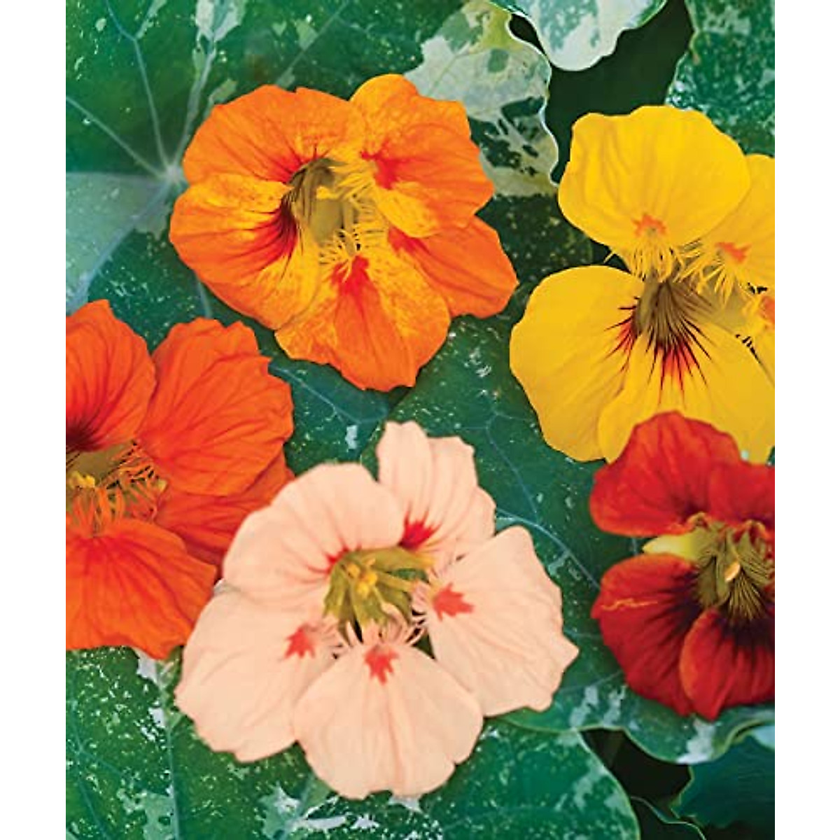 Burpee Alaska Mix Nasturtium Seeds 125 seeds
