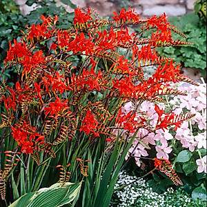 10 Red Crocosmia Lucifer Bulb Large Size, Crocosmia Corms for Planting Ornaments Perennial Garden to Grow Pots