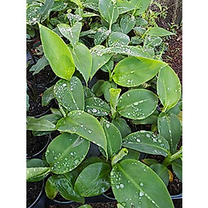 Oldworldtropicals Musa 'Dwarf' Banana Trees Live Cold Hardy Tropical Plant