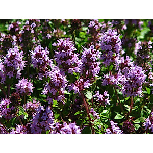 Seeds Common English Thyme Herbs for Planting Non GMO 500 Seeds