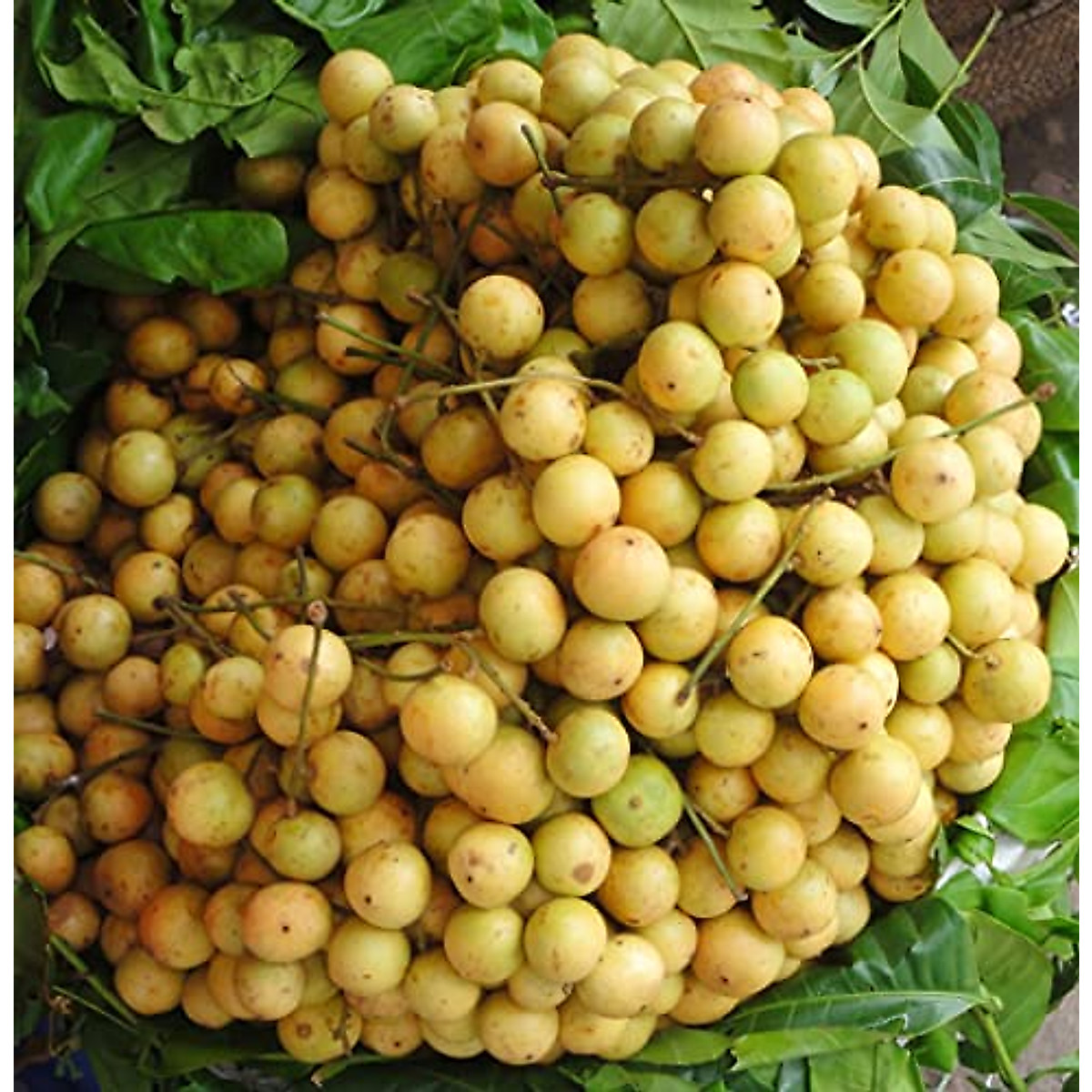 QAUZUY GARDEN 10 Burmese Grape Seeds (Baccaurea Ramiflora) - Non-GMO Fruit Seeds - Edible & Tasty &Attract Pollinators - Perennial Evergreen Tropical Exotic Fruit Tree