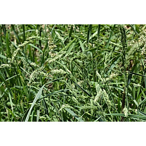 Nibbles All Natural Guinea Pig Orchard Grass Hay 7lbs