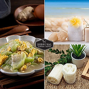 Survival Garden Seeds - Luffa or Loofah Seed for Planting - Packet with Instructions to Plant and Grow Ornamental Gourds in Your Home Vegetable Garden - Non-GMO Heirloom Variety - 3 Pack