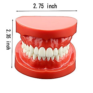 Dental Typodont Standard Teeth Model for Teaching Practice Demonstration Flossing Model for Adult