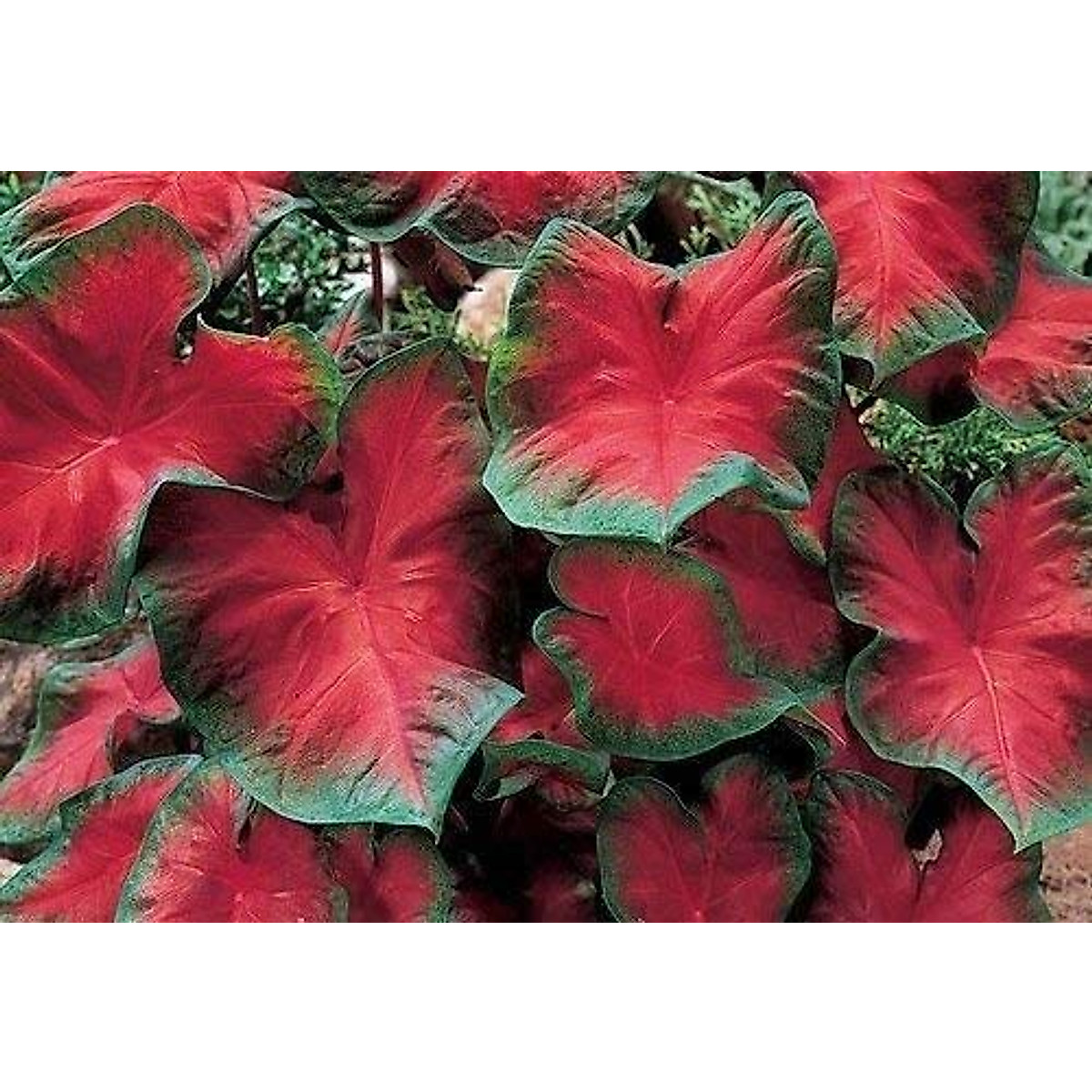 Caladium Blaze (6 Bulbs)Thrives in Heat and Humidity, Elephant Ears