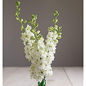 White Larkspur Rocket Flower Seeds for Planting, 250+ Seeds Per Packet, (Isla's Garden Seeds), Non GMO & Heirloom Seeds, Botanical Name: Delphinium Consolida, Great Home Garden Gift