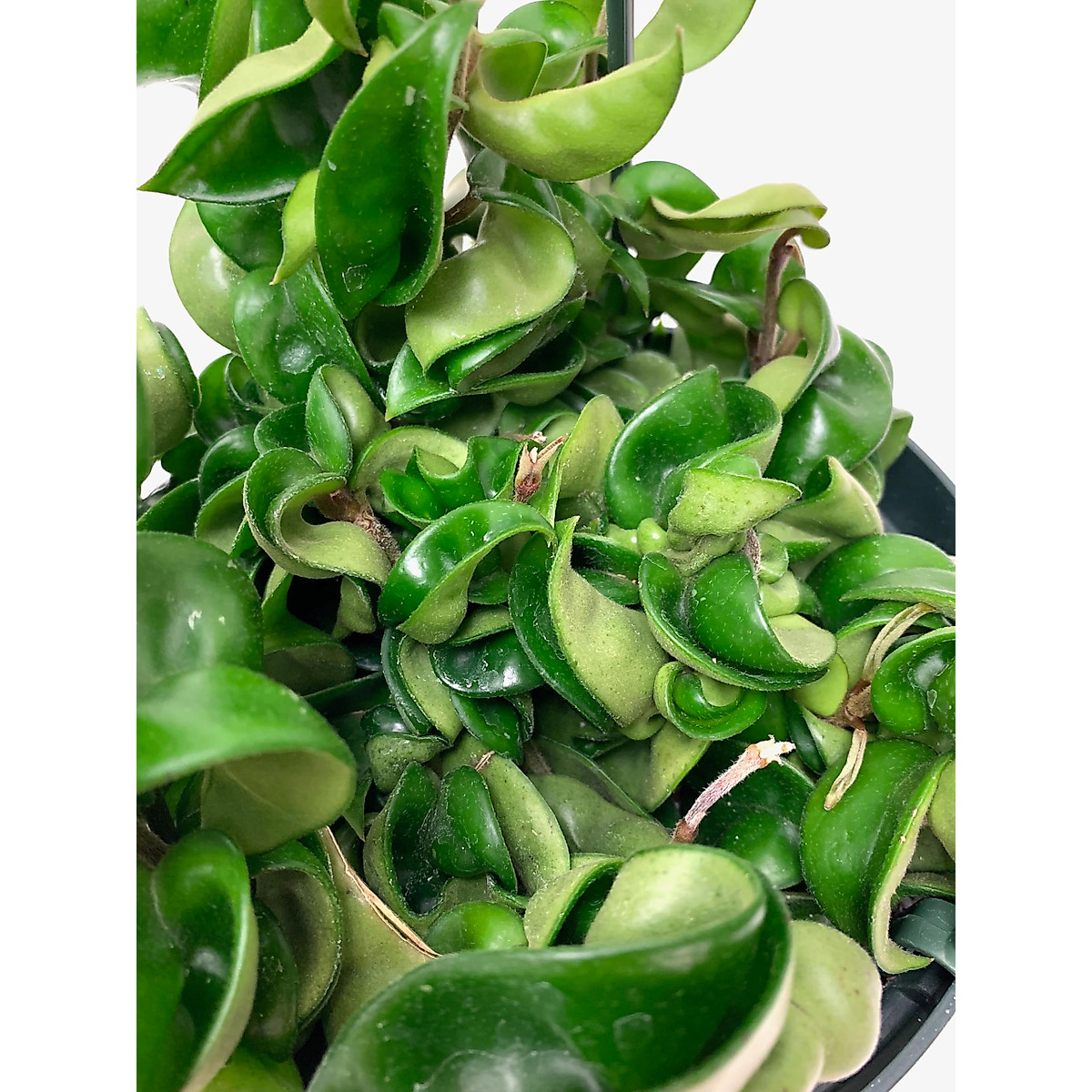 Hoya Compacta aka Hoya Hindu Rope Available in 2", 4", and 6" Pot Live Hoya Plant Air-Purifying Plant (Hoya Compacta, 4" Pot with 2 Plants)