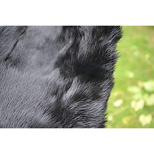 Natural Tanned Assorted Rabbit Pelts Rabbit Fur Hide (10" by 12" Rabbit Pelt with Sewing Quality Leather) (Natural Black)