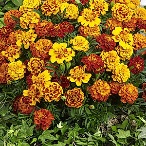 Outsidepride Tagetes Patula French Marigold Garden Flower Seed Mix - 1000 Seeds