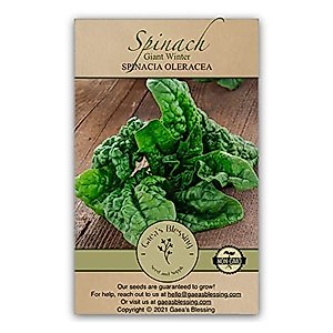 Gaea's Blessing Seeds - Spinach Seeds (3.0g) - Giant Winter Spinach Non-GMO Seeds with Easy to Follow Planting Instructions - Open-Pollinated Heirloom 95% Germination Rate