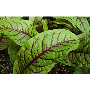 Sorrel Seeds- Blood-Veined- Heirloom Greens- 200+ Seeds