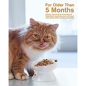 immaculife Ceramic Raised Cat Food Bowl, Slanted Cat Dish, Tilt Angle Protect Cat's Spine, Stress Free, Backflow Prevention