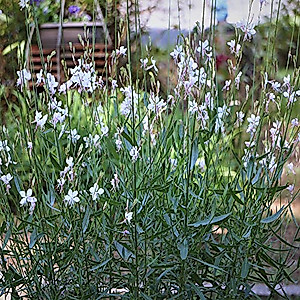 Outsidepride Gaura Drought Tolerant Garden Flowers - 200 Seeds