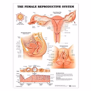 The Female Reproductive System Anatomical Chart