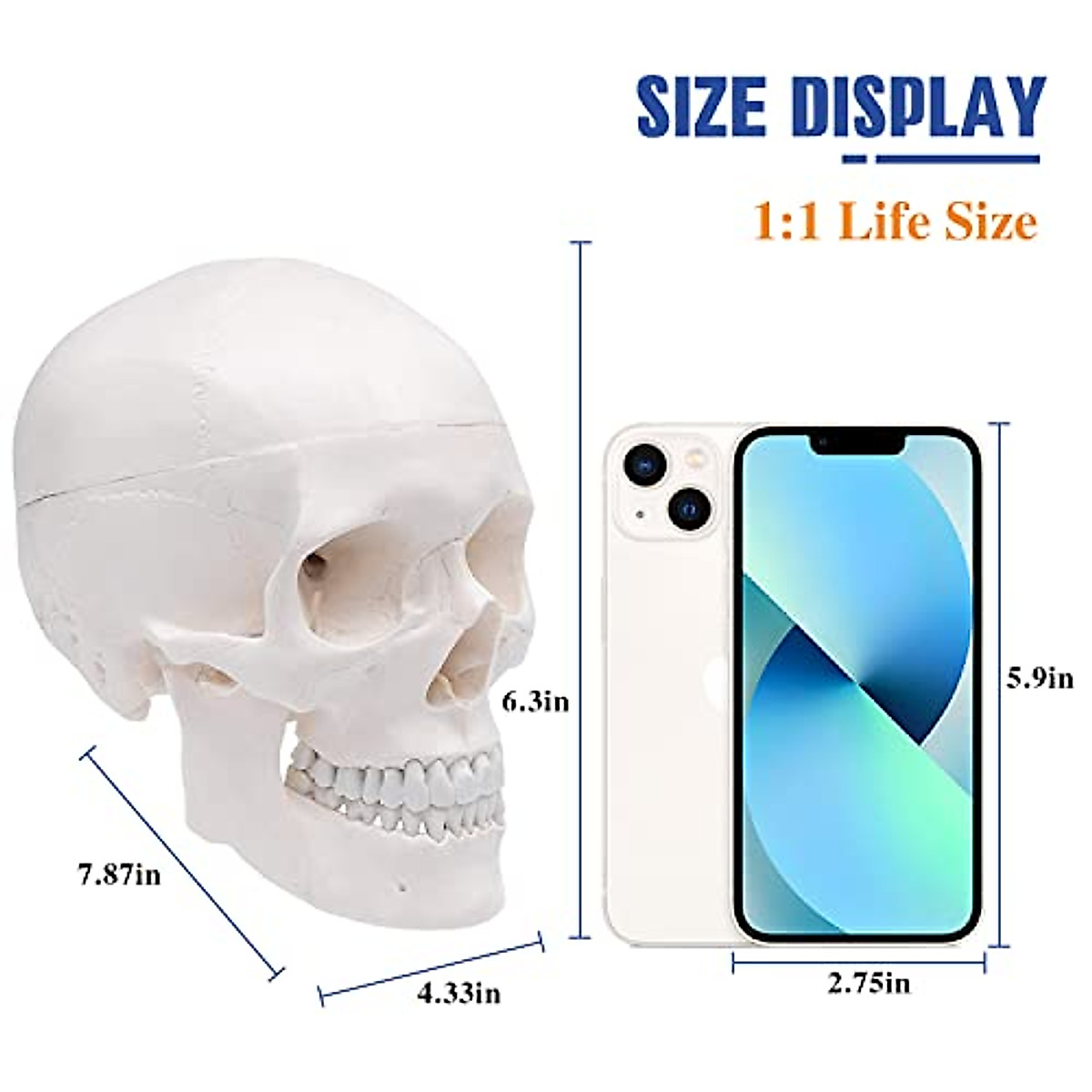 Human Skull Anatomical Model, HINGONS Adult Sized Skull 3-Part Removable Skull Cap and Moving Jaw, for Student Human Anatomy Learning
