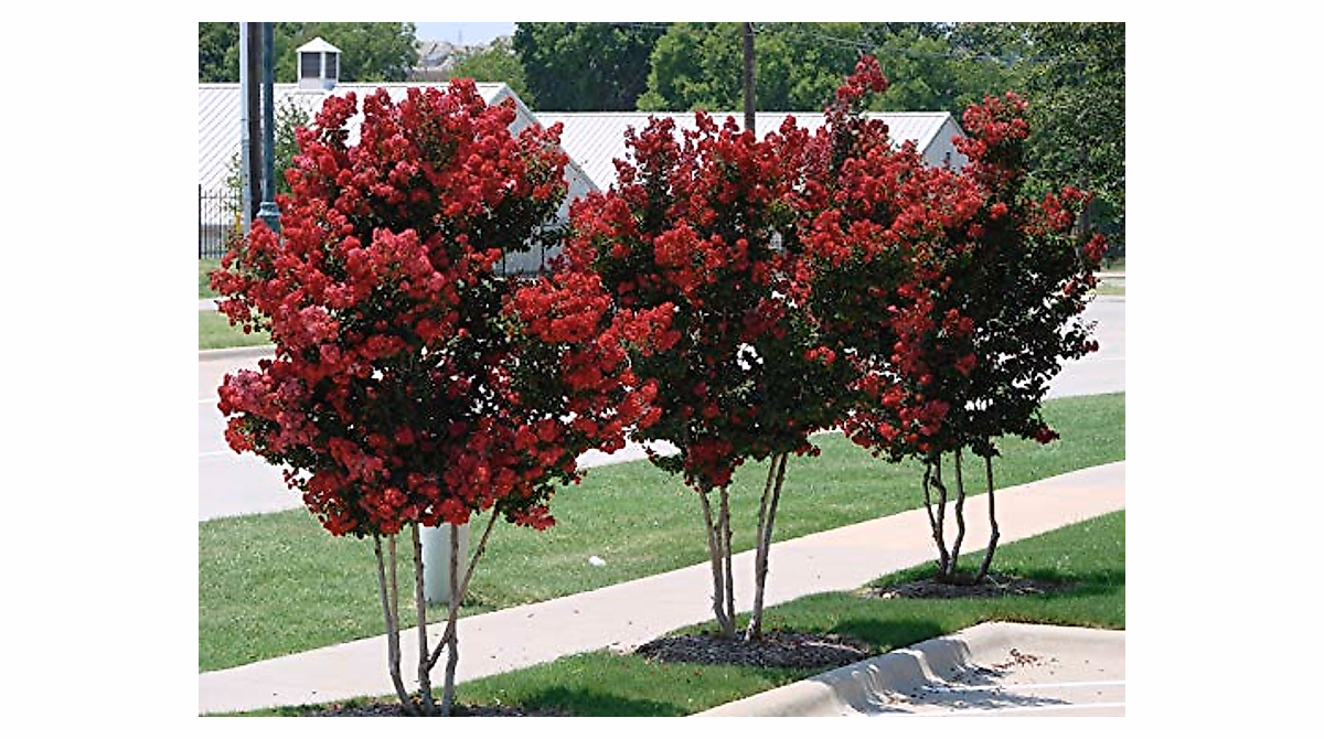 Buy 1195D-Dwarf Red-Rocket Crape Myrtle Seeds Online
