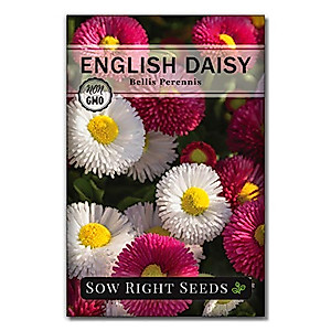 Sow Right Seeds - English Daisy Flower Seeds for Planting, Beautiful Flowers to Plant in Your Garden; Non-GMO Heirloom Seeds; Wonderful Gardening Gifts (1)