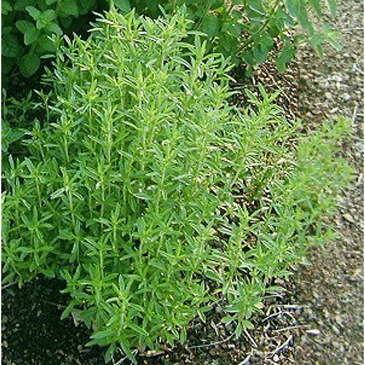 Savory Summer Great Garden Herb by Seed Kingdom Bulk 50,000 Seeds