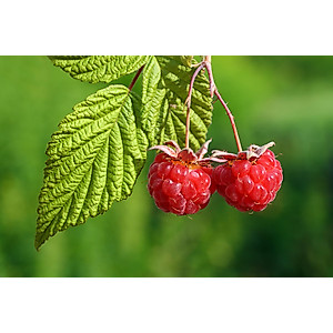 Ladybug Soap Company Rose Garden Natural Solid Perfume (Rose Garden, 0.25 oz tin jar)