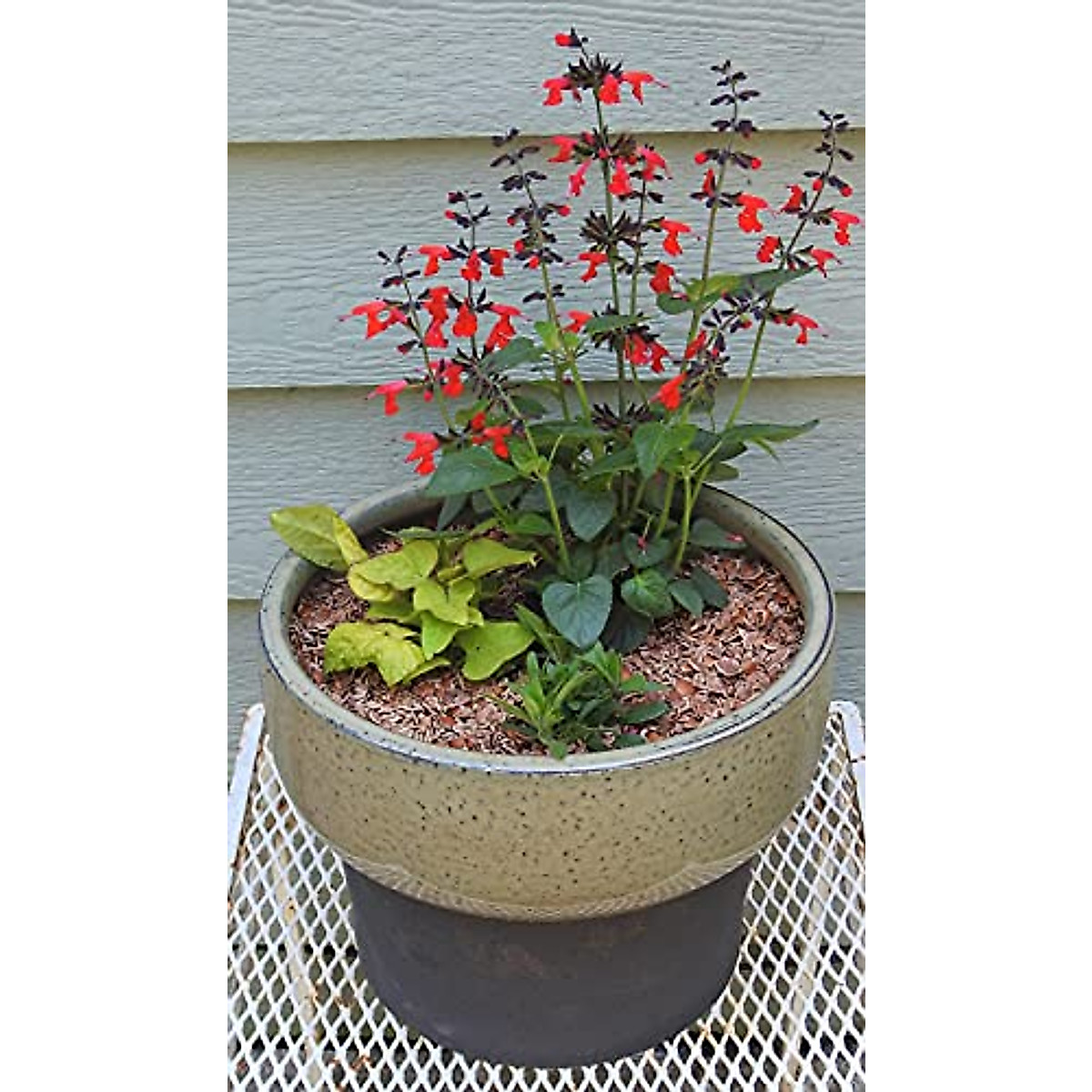 Hazel Shell Chips - Mulch Amendment Product - 10 lbs.(Hazelnut Shells)