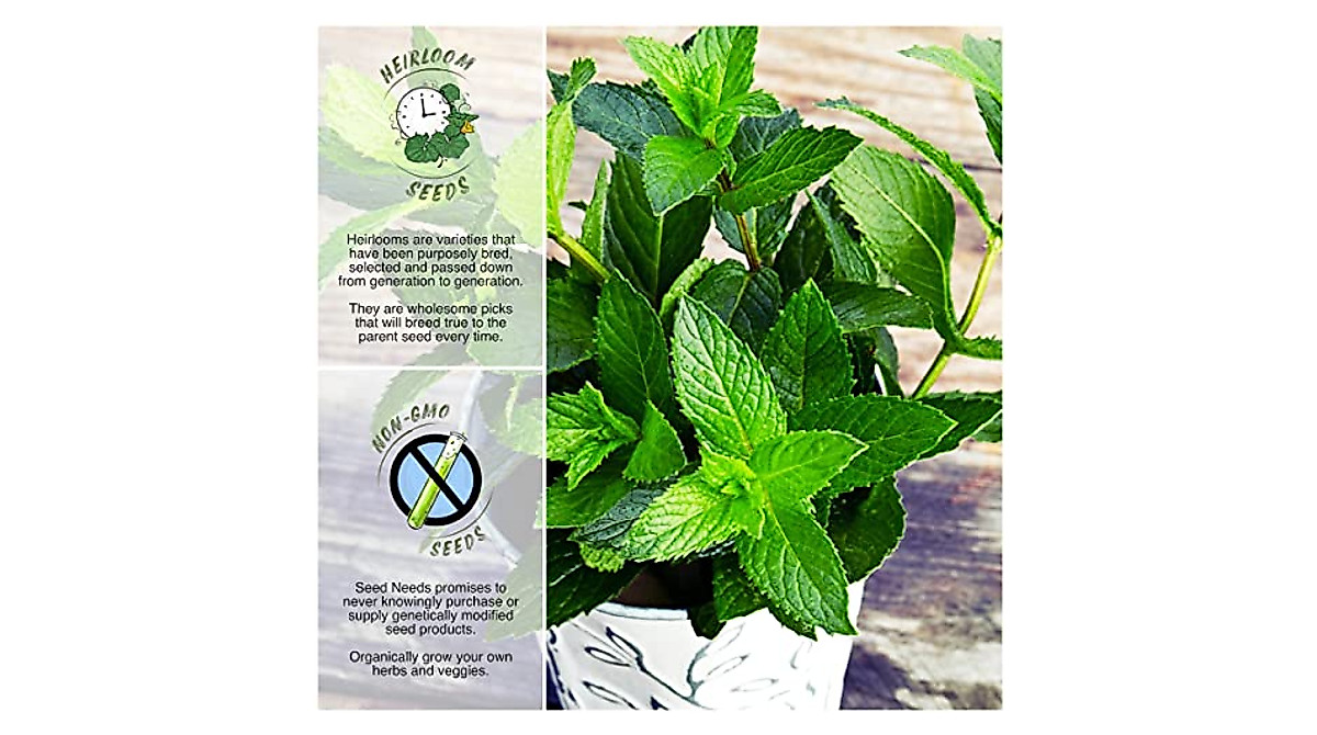 Peppermint Seeds - Heirloom Mentha piperita for Pots & Containers