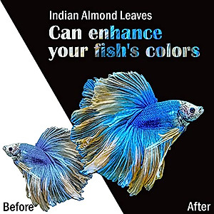 Premium Indian Almond Leave - Blackwater - Aquarium Decorations. Catappa Leaves Rich Tannin. Health Better, Vitality, Successful Breeding! for Betta Fish Tank & Shrimp. Pack 50g Size 6-9"(20-25Leaves)