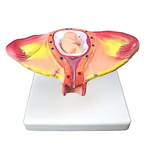 Jackson Global JS00073 Fetus Development Model | Set of 8 Models，14 Pieces in Total | Key Anatomical Features Labelled with Accompanying Key Card