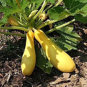 Early Prolific Yellow Straightneck Summer Squash Seeds for Planting, 50+ Heirloom Vegetable Seeds Per Packet, (Isla's Garden Seeds), Non GMO Seeds, Scientific Name: Cucurbita Pepo