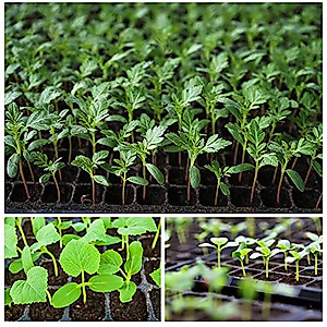 BEWAVE 15 Pack Seed Starter Tray 72 Cell Thick Gardening Germination Trays with Drain Holes Reusable Plant Grow Plug Trays Mini Propagator for Seeds Growing