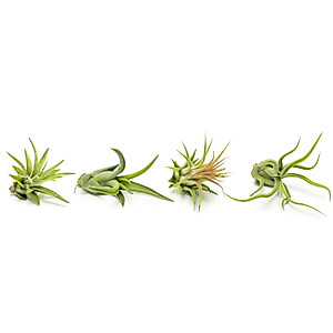 Air Plant Low Light House Plants Box (4PK) Tillandsia Air Plants Live Houseplants Live Indoor Plants Live Succulents Plants Live Terrarium Plants Live, Air Plant Holder Airplant Kit by Plants for Pets