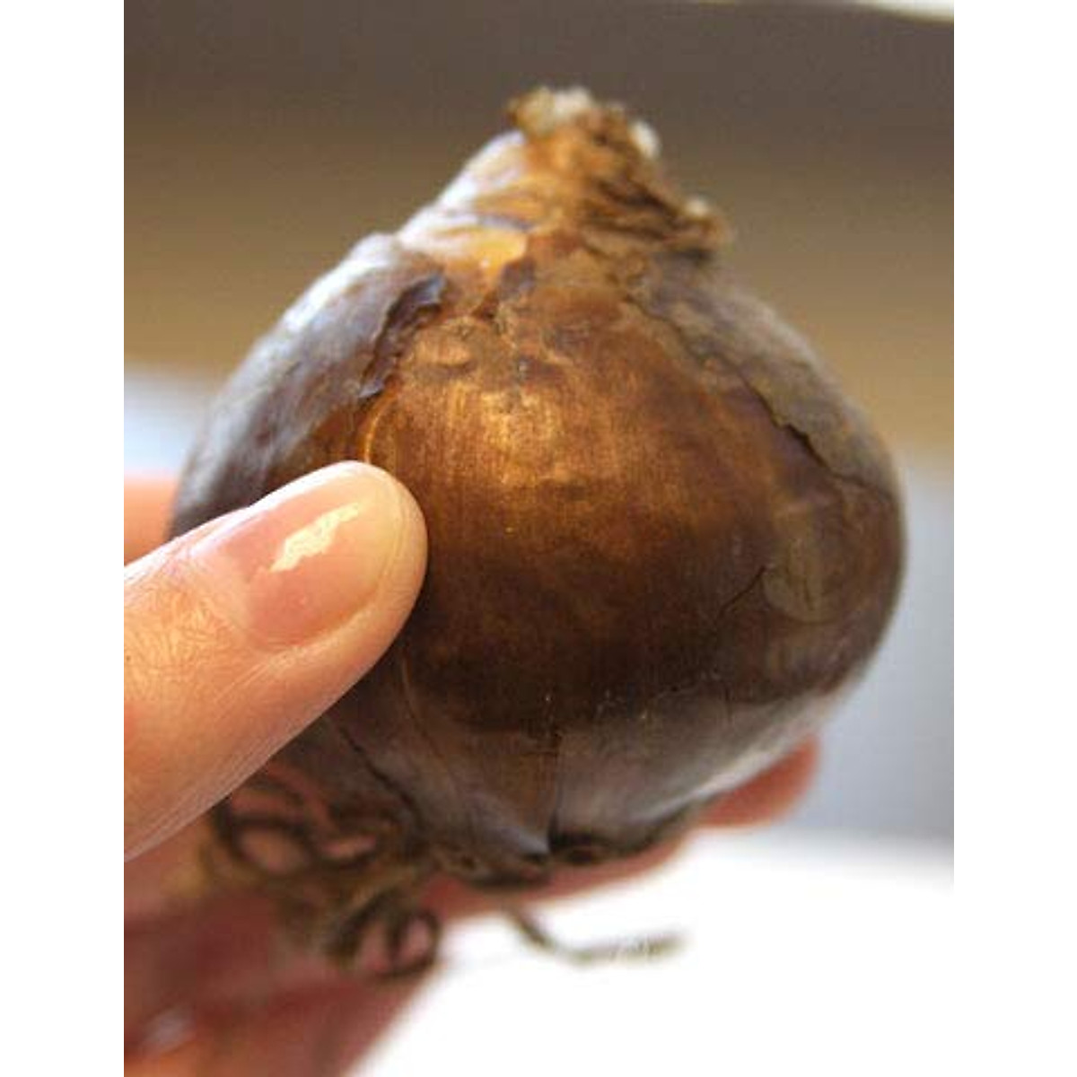 Mixed Pastel Tulips - 30 Perennial Tulip Bulbs, Jumbo Pack