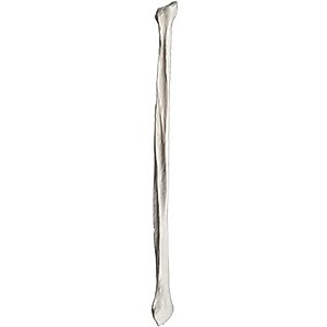 Fibula Bone Model - Right - Anatomically Accurate Human Fibula Bone Replica - hBARSCI