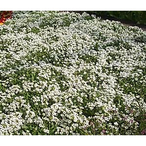 Alyssum Carpet of Snow Nice Garden Flower by Seed Kingdom Bulk 40,000 Seeds