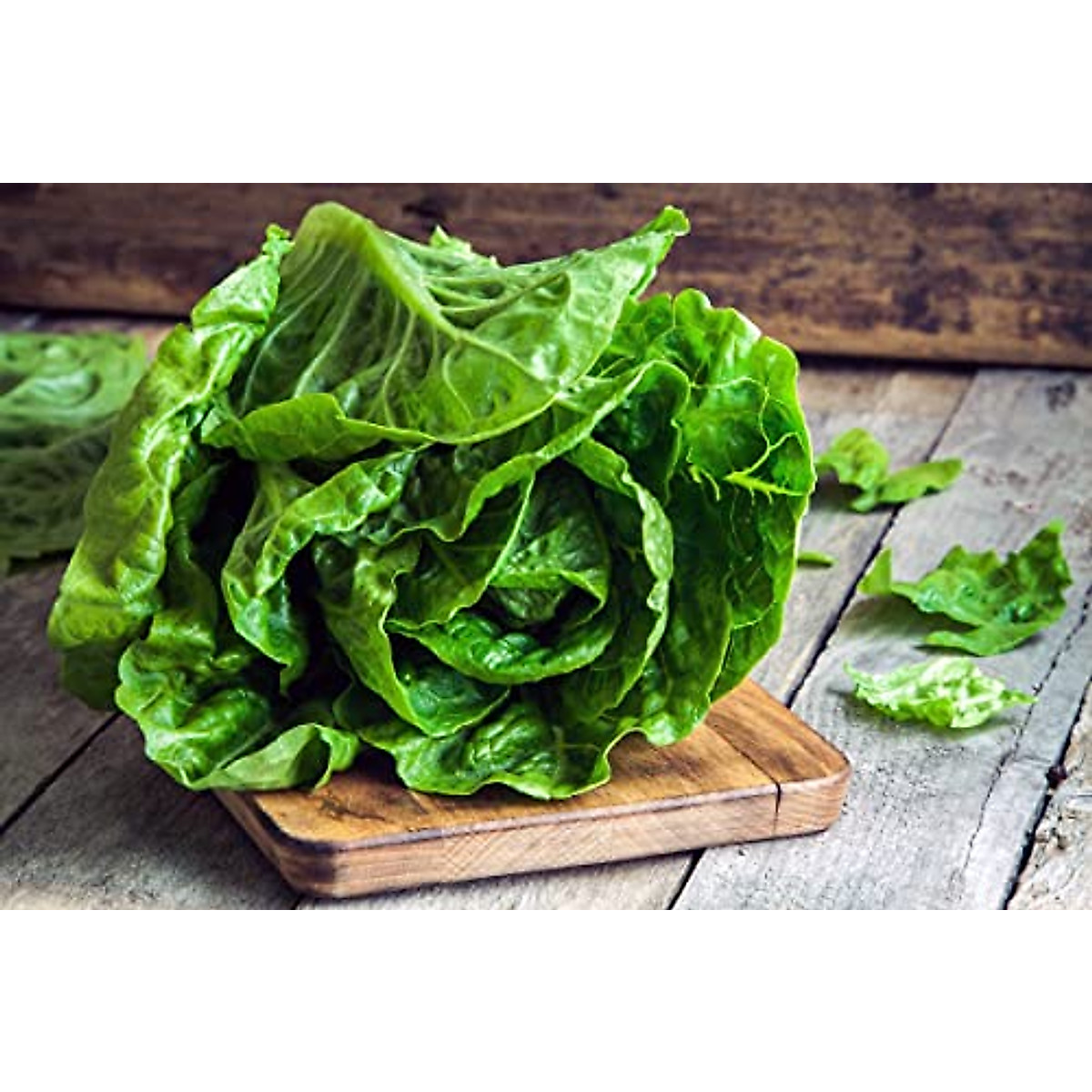 3000 Parris Island Cos Romaine Lettuce Seeds - 4+ Grams - Heirloom Non-GMO USA Grown Premium Vegetable Seeds for Planting - by RDR Seeds