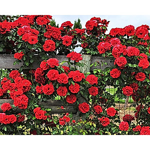 200+ Mix Climbing Rose Seeds for Planting Outdoors Ornamental Climbing Flowers Rosa Bush Vine Climber Long-Blooming