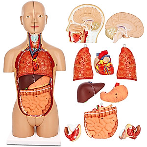 MonMed Human Torso Model – 17in Human Body Model Anatomy Doll with Removable Organs 3D Human Organ Model