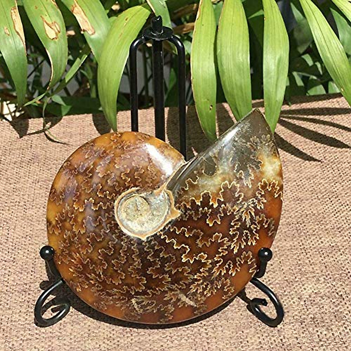 Wixine 2Pcs Natural Iridescent Ammonite Facet Specimen Fossil Madagascar Stone Gem