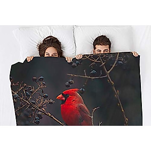 Swono Red Bird Throw Blanket,Northern Cardinal Bird On The Tree Branch Thorw Blanket Soft Warm Decorative Blanket for Bed Couch Sofa Office Blanket 30"X40"