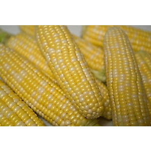 120 Peaches and Cream Hybrid Sweet Corn Seeds Heirloom Non GMO 1 oz Garden Vegetable Bulk Survival