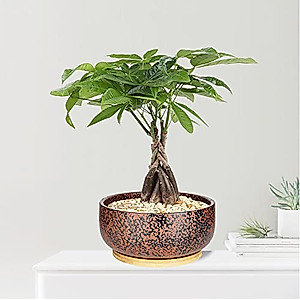 G EPGardening 8 Inch Terracotta Succulent Planter Pot with Drainage Hole Round Shallow Bonsai Planter Pot with Bamboo Saucer Flower Pot for Indoor Plants Black