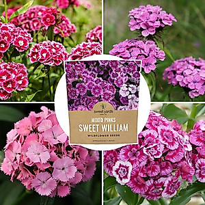 Sweet William Seeds – Mixed Colors – Extra Large Packet – Over 30,000 Open Pollinated Non-GMO Flower Seeds – Dianthus barbatus