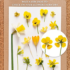 Aboofx 20 Sheets Blotting Paper for Flower Press, Large A4 Highly Absorbent and Reusable Blotter Paper for Flower Press Herbarium Paper Craft 8.26 x 11.8 inch Blotter Paper Sheets