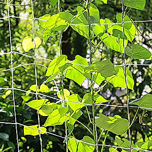 Hoople 5X15ft Garden Plant Trellis Netting Mesh Flexible String Net with Square Mesh for Climbing Plants, Vegetables, Fruits, and Flowers