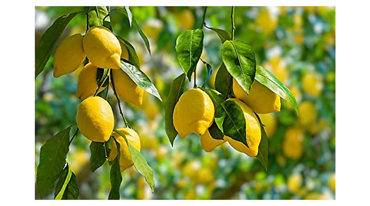 Buy 30 Non-GMO Lemon Tree Seeds - Organic Gardening