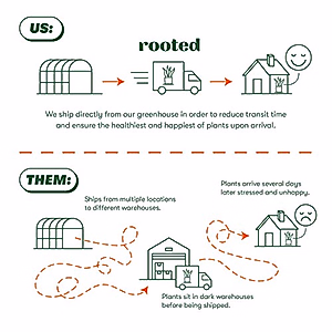 Rooted® Red Prayer Plant - Maranta Leuconeura | Live, Easy to Grow, Easy to Care, Live Indoor Houseplant, Low Maintenance Houseplant, 14 Day Guarantee (4" Pot)