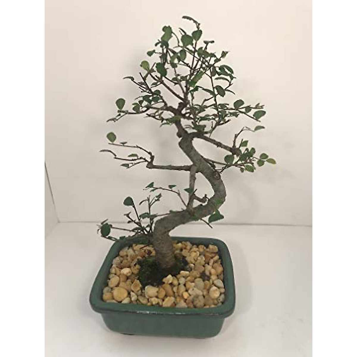 Bonsai Tree ELM (S Shaped) with Ceramic Pot 8 Years Old