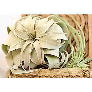 Tillandsia Xerographica Air Plant, Tillandsia Air Plants Live Large Indoor Plants Live Houseplants, Exotic Plants for Succulent Terrarium, Fairy Garden Decor, Succulents Live Plants by Plants for Pets