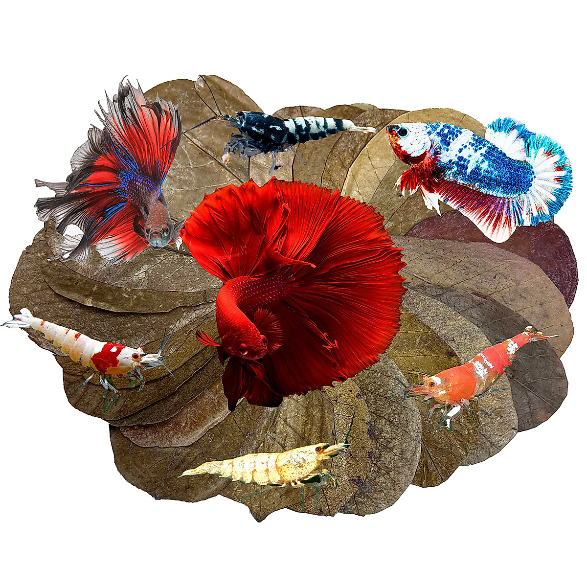Awesome Aquatic Betta/Shrimp Leaves 25 4"-6" Premium Catappa Indian Almond Leaves Natural Habitat Tannin Producing Improves Immunity, Easy to USE