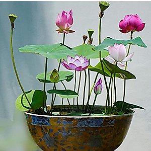 Bonsai Bowl Lotus Seeds, Water Lily Flower Plant Seeds(10 Seeds)